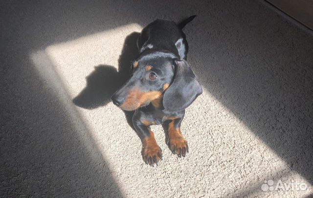 Карликовая такса