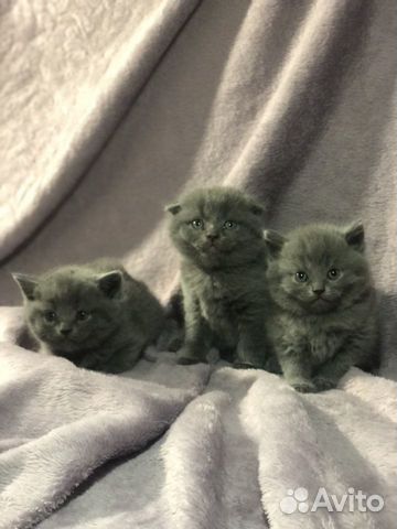 Шотландские котята