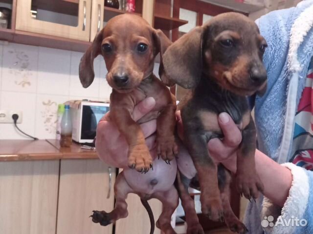 Жесткошерстная такса