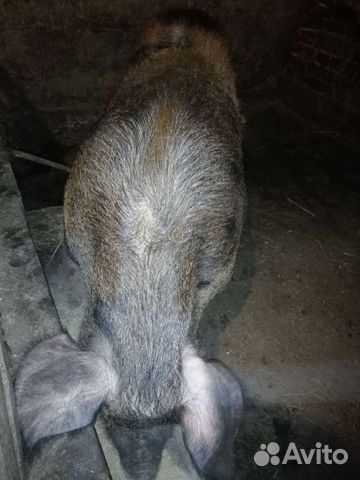 Хряк на вязку