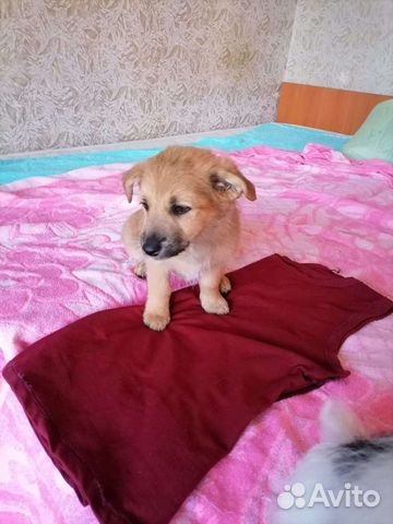 Щенок от малорослой собаки в добрые руки