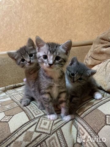 Британские котята в добрые руки