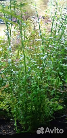 Куст бакопы монье