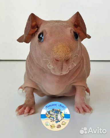 Морская свинка скинни