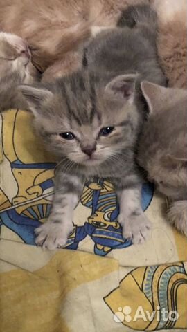 Бриташки-милашки