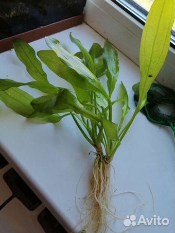 Эхинодорус Амазонский