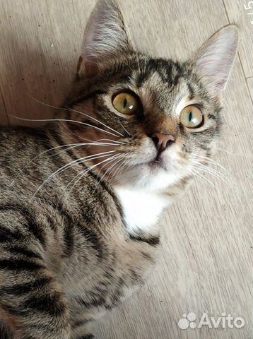 Лапушка ищет мам/пап