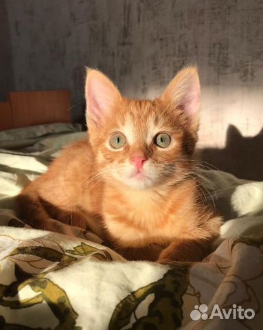 Котенок в поисках дома