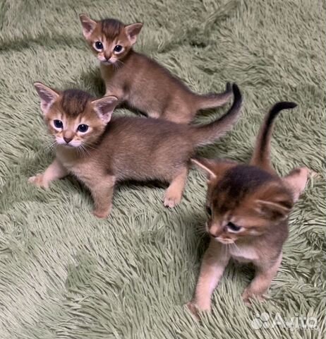 Абиссинчики