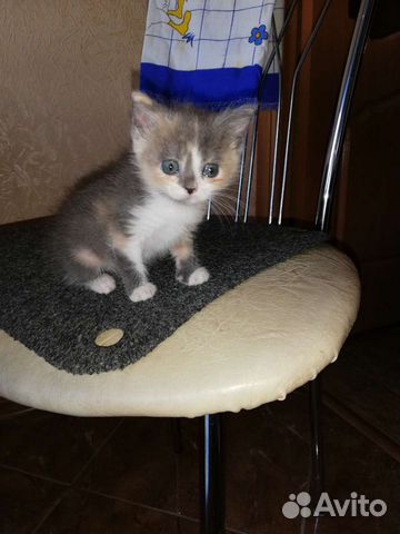 Кошка