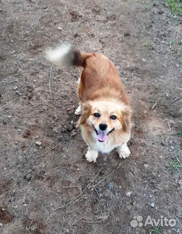 Подарите дом прелестной даме среднего возраста 5кг