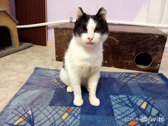 Котик ласковый