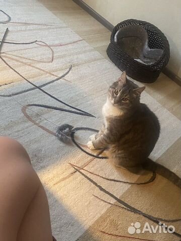 Обоятельный котик в добрые руки