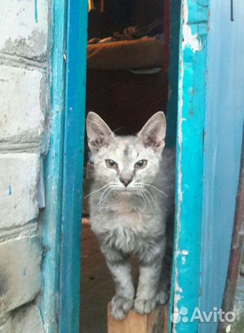 Кошка