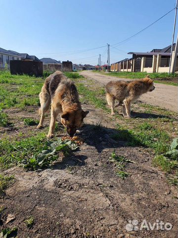 Немецкая овчарка в добрые руки