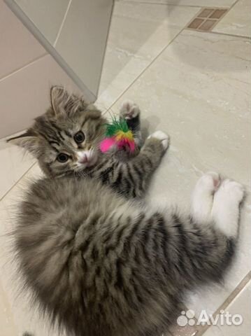 Сибирская кошечка