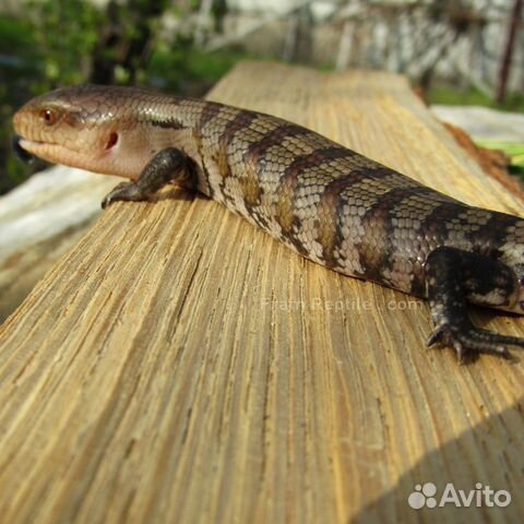 Синеязыкий сцинк, Tiliqua scincoides