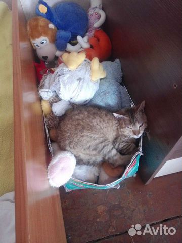 Кот отдам