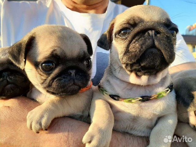 Мопсики щенята чистопородные