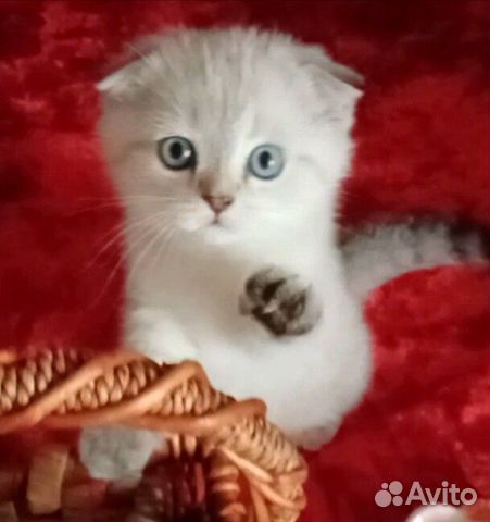 Вислоухий шотландский котенок линкс поинт