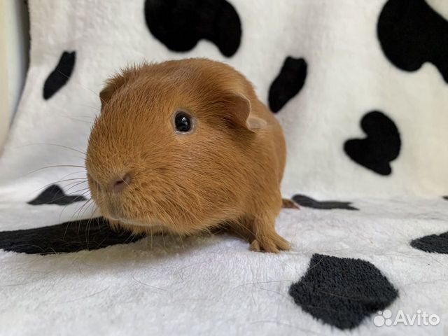 Морская свинка мальчик селф 7 месяцев толстячок