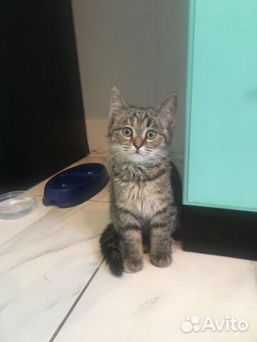 Кошка