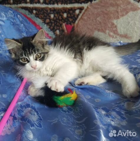 Пушистая красотка - котенок Маргоша