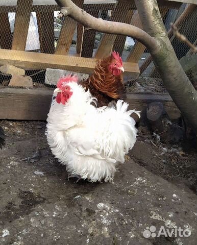 Молодые петушки мини-кохинхины