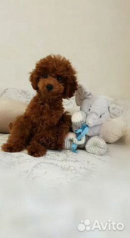 Солнечный мальчик Очень-очень добрый и игривый