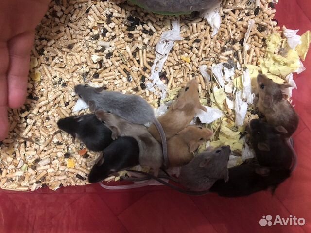 Сатиновые мышата