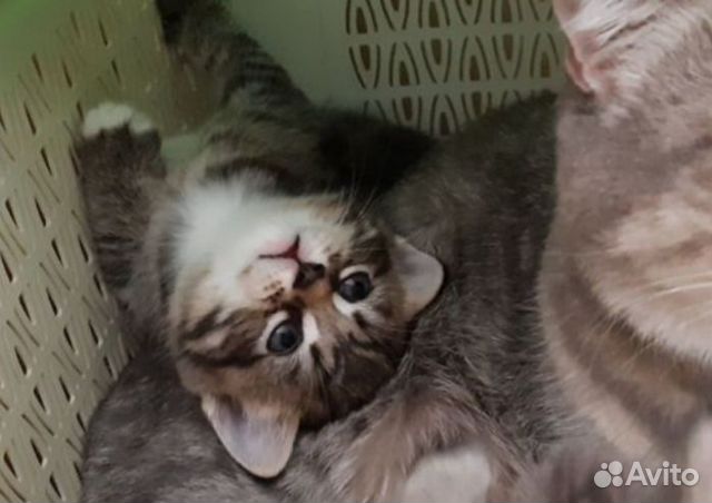 Шотладский котёнок