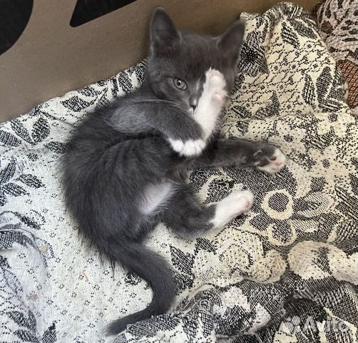 Котенок-мальчик, чистый и здоровый, 2 месяца