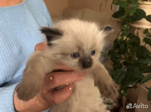 Котята балинез