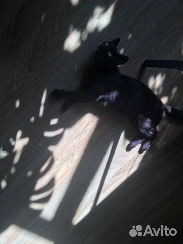 Крымский котенок Саша