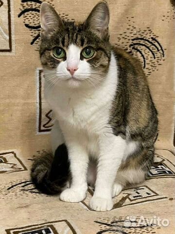 Мурка очень хочет домой