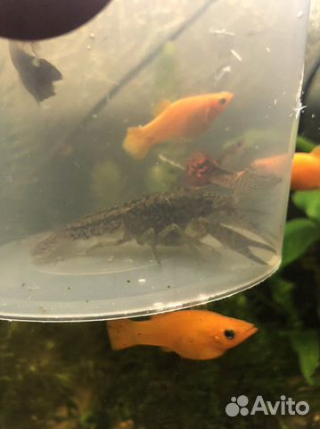 Мраморный рак