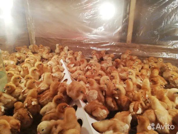 Цыплята несушки Ломан Браун