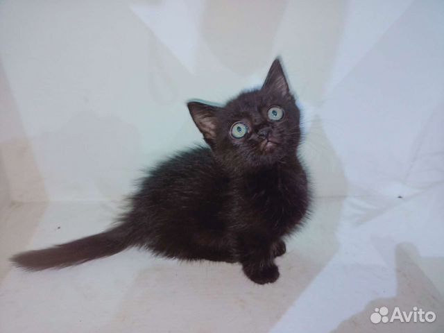 Котёнок манчкин