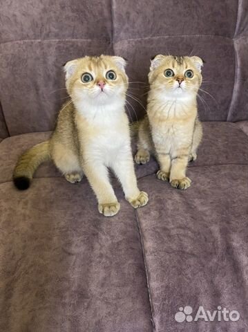 Золотые мальчишки