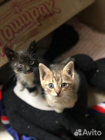 Котенок мурлыка, ждун 1.5 мес