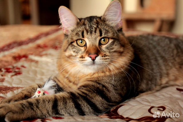 Котик для вязки