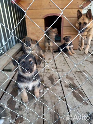 Шенки немецкой овчарки