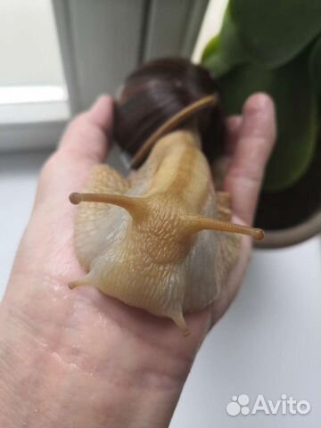 Улитки ахатины бесплатно