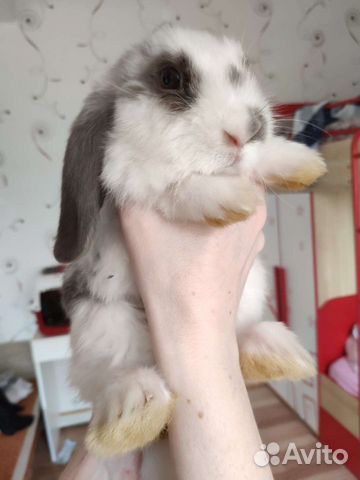 Декоративный карликовый вислоухий крольчонок