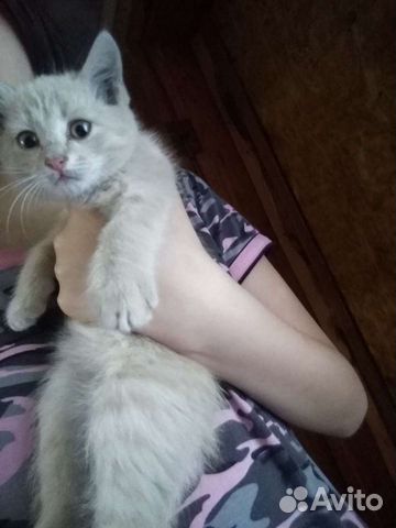 Котенок девочка 2 месяца