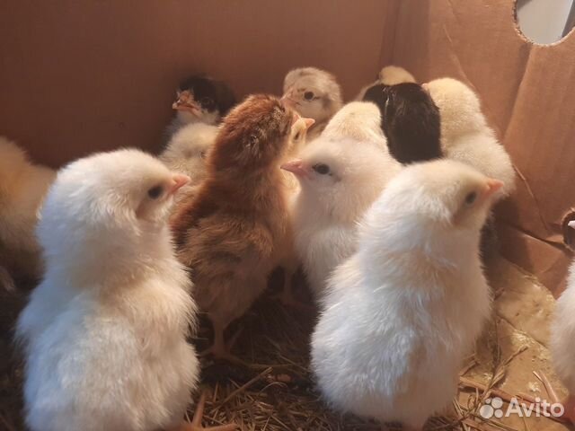 Цыплята несушки