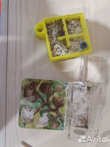 Tetramorium bicarinatum