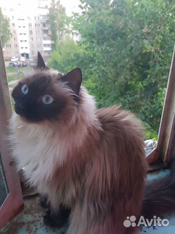 Кот с голубыми глазами