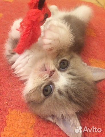 Мраморный биколорчик