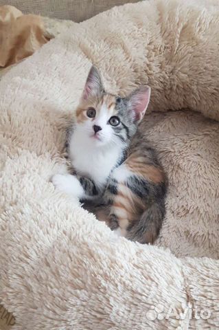 Котенок трехцветка девочка 1,5мес домашняя ласкова